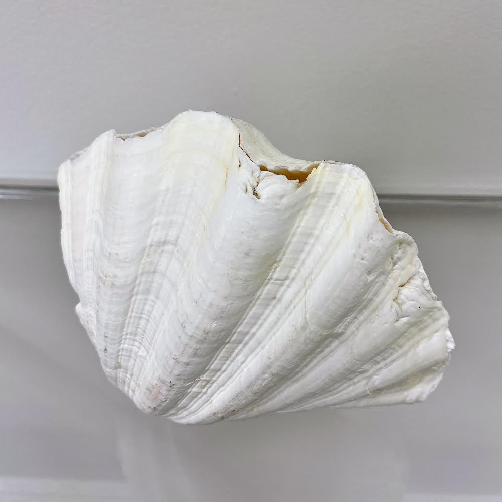 Ruffled Clam Shell | Featuring antique, vintage, and mid-century ...